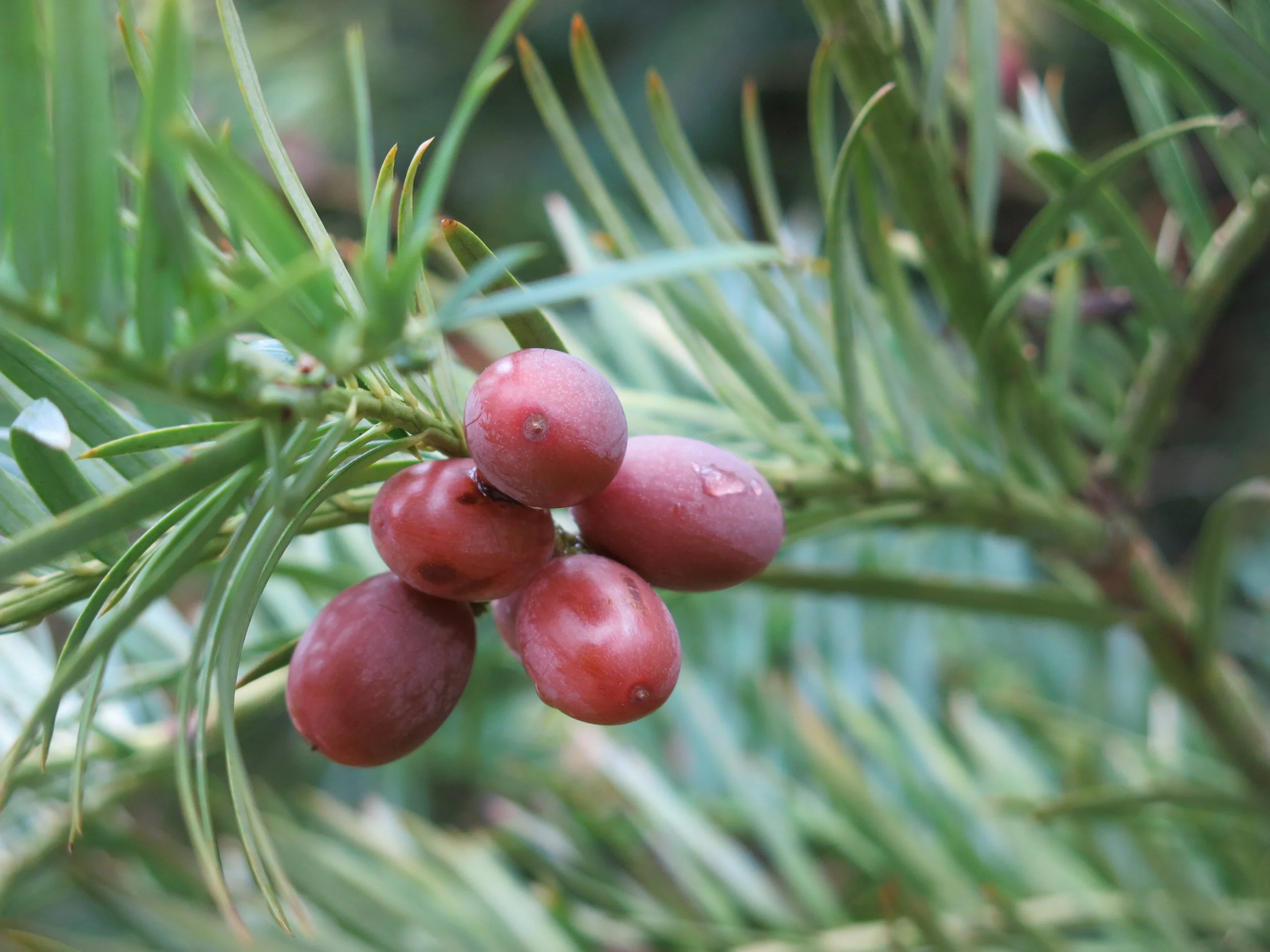 Gymnosperms And Fleshy Fruits In Defense Of Plants gymnosperms-and-fleshy-fruits-in-defense-of-plants