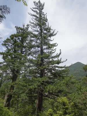 The Japanese Umbrella Pine — In Defense of Plants