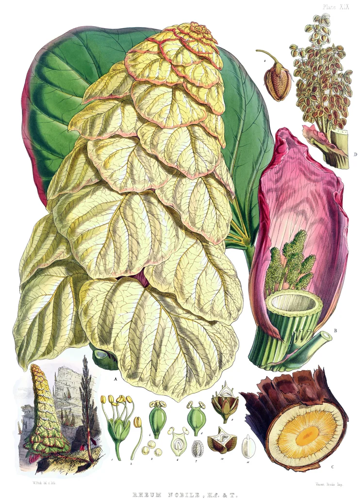 Noble Rhubarb — In Defense of Plants