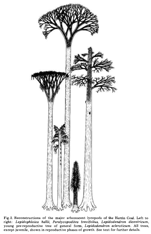 The Rise and Fall of the Scale Trees — In Defense of Plants