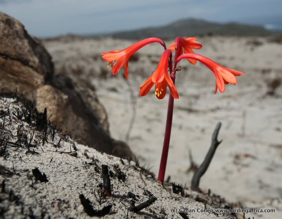 Meet the Fire Lily — In Defense of Plants