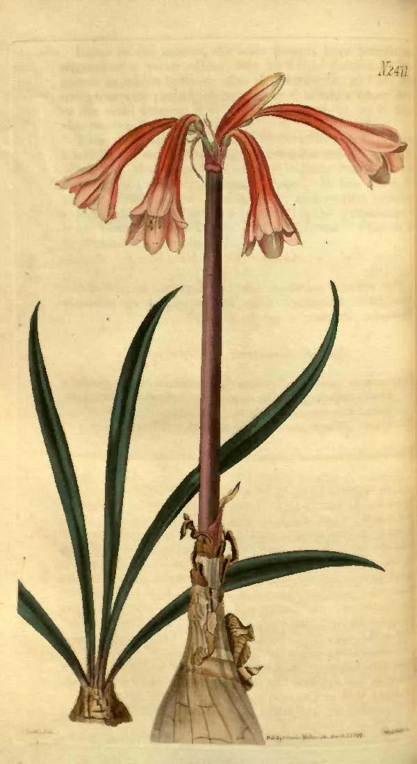 Meet The Fire Lily In Defense Of Plants meet-the-fire-lily-in-defense-of-plants