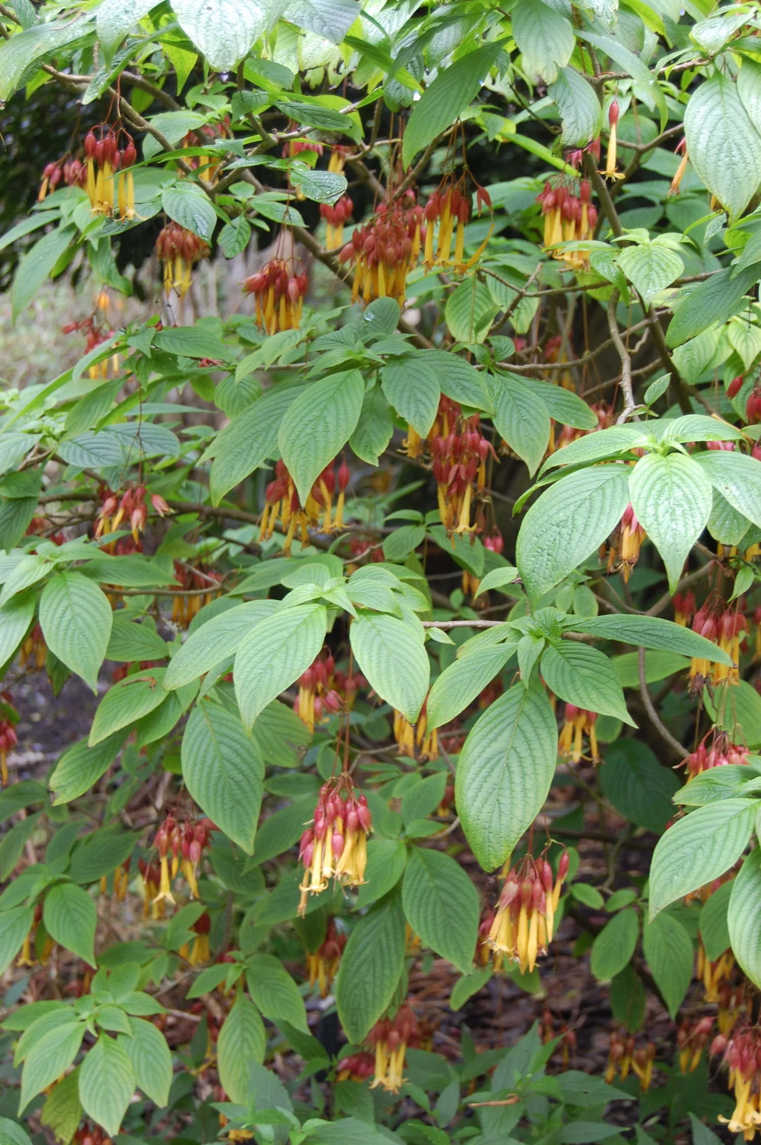 The Golden Fuchsia: A Case Study in Why Living Collections Matter — In ...