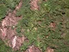 An Introduction to Hornworts — In Defense of Plants