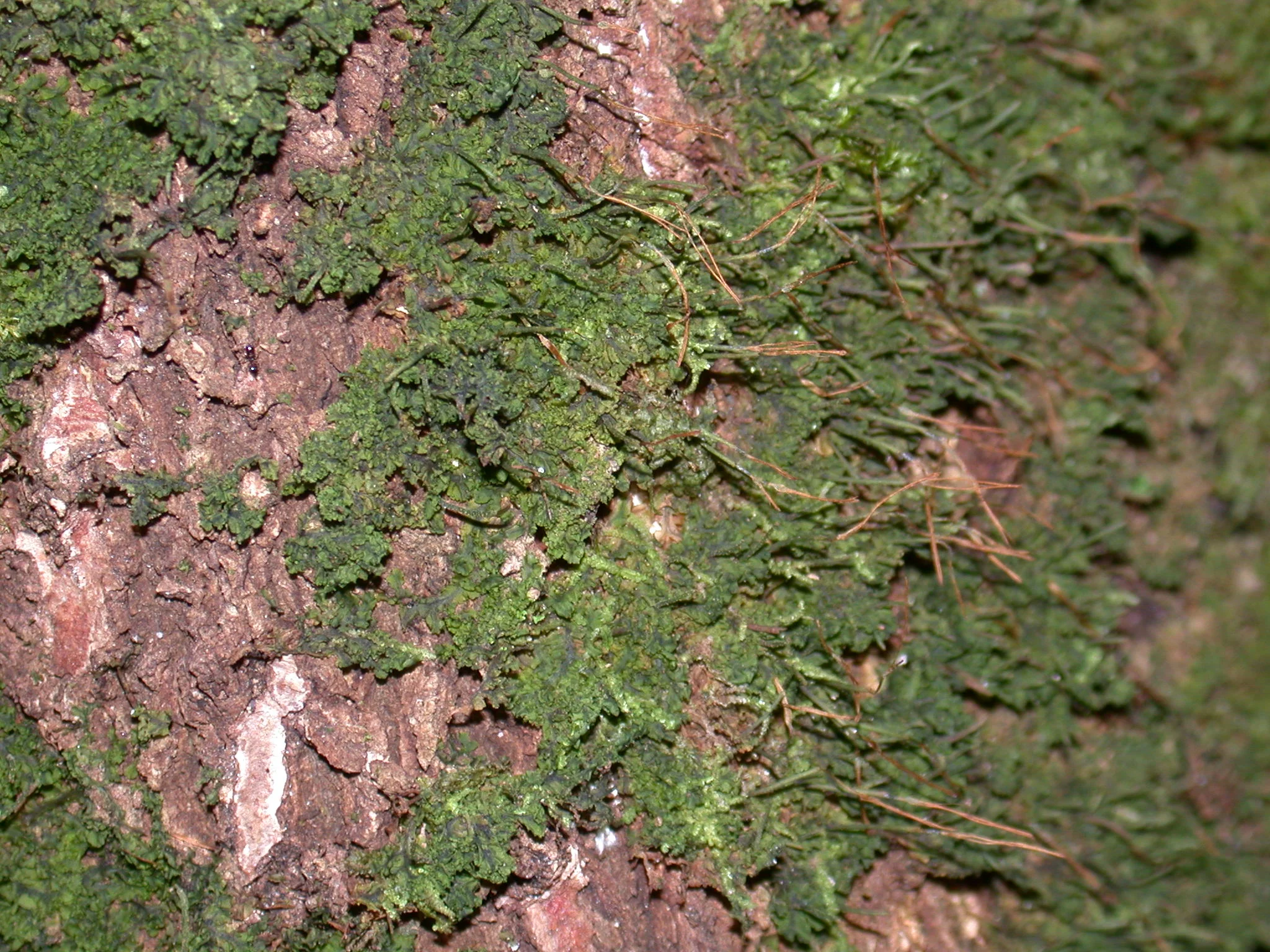 An Introduction to Hornworts — In Defense of Plants