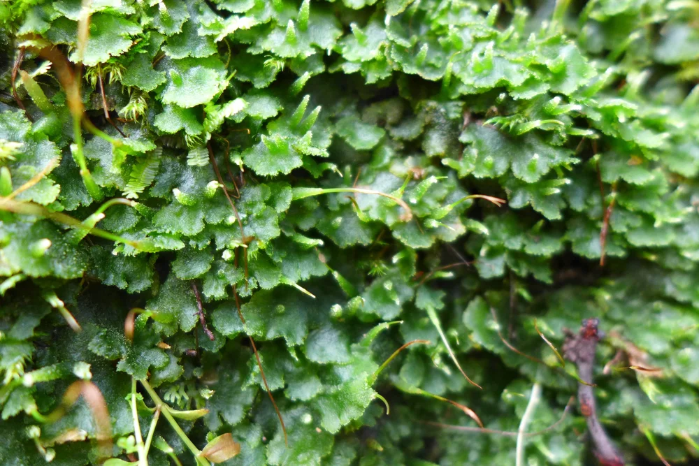 An Introduction to Hornworts — In Defense of Plants