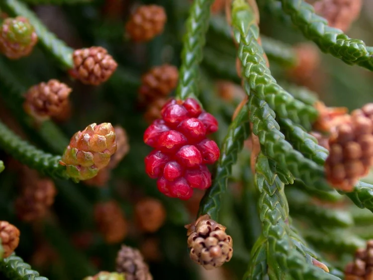 The Creeping Strawberry Pine — In Defense of Plants