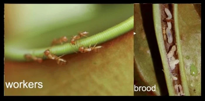 The Fanged Pitcher Plant of Borneo — In Defense of Plants