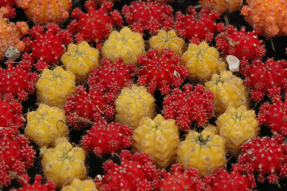 The Grafted Cactus Origin Story — In Defense of Plants
