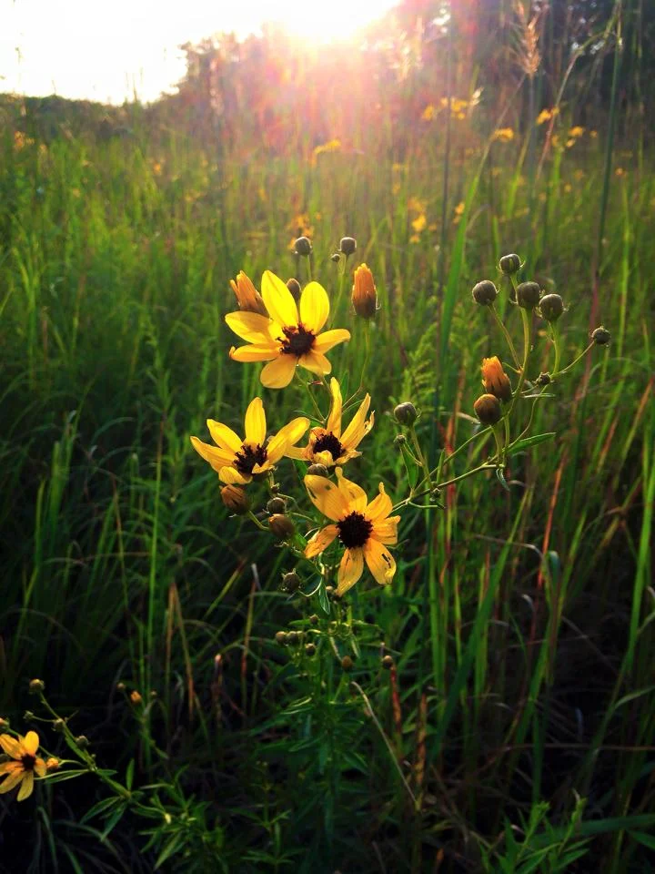 The Prairie Peninsula — In Defense of Plants