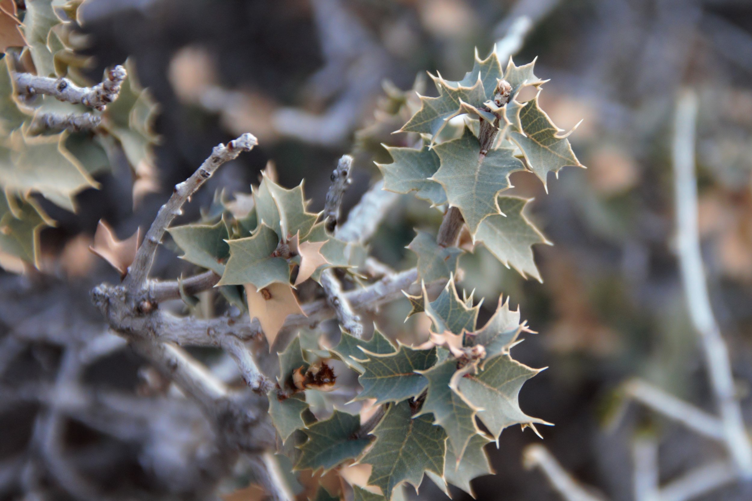 Meeting One of North America's Rarest Oaks — In Defense of Plants
