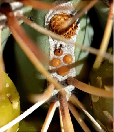 An Intruiguing Relationship Between Ants and Cacti — In Defense of Plants
