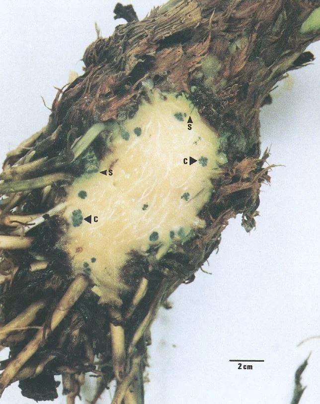 Of Gunnera and Cyanobacteria — In Defense of Plants