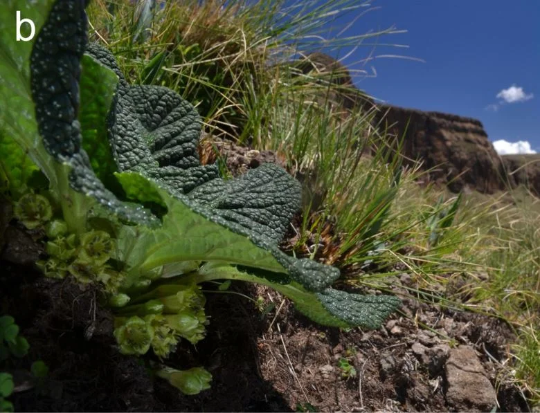 A New Case of Lizard Pollination from South Africa — In Defense of Plants