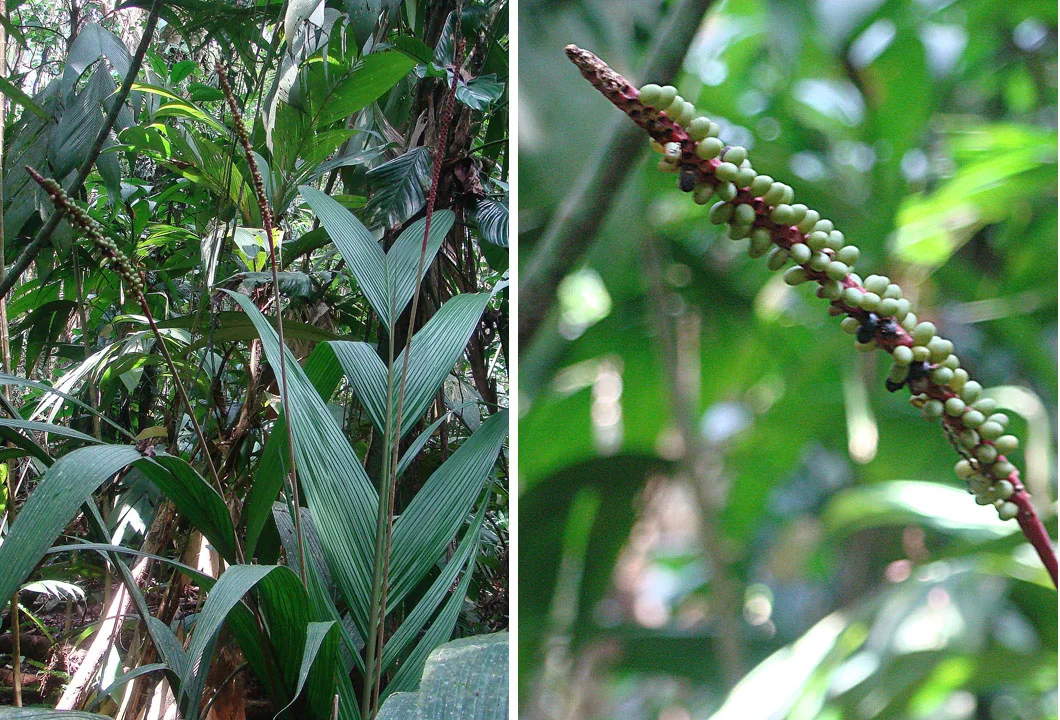 A Palm With a Unique Pollination Syndrome — In Defense of Plants