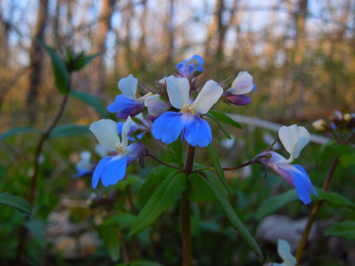 Meeting Blue-Eyed Mary — In Defense of Plants