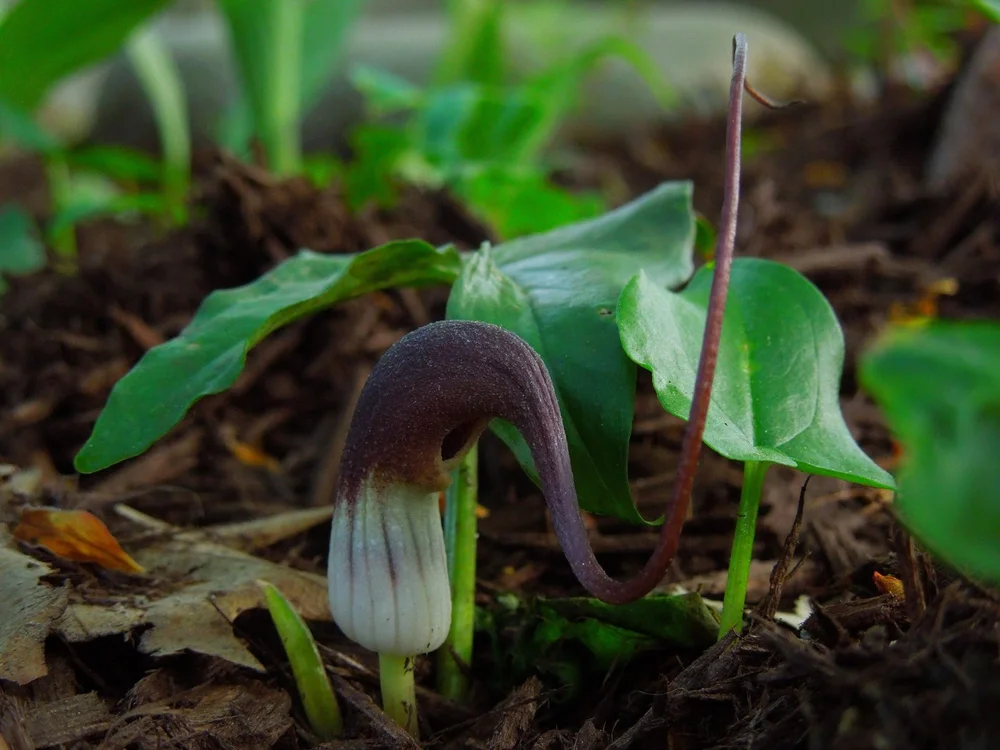 The Fungus-Mimicking Mouse Plant — In Defense of Plants