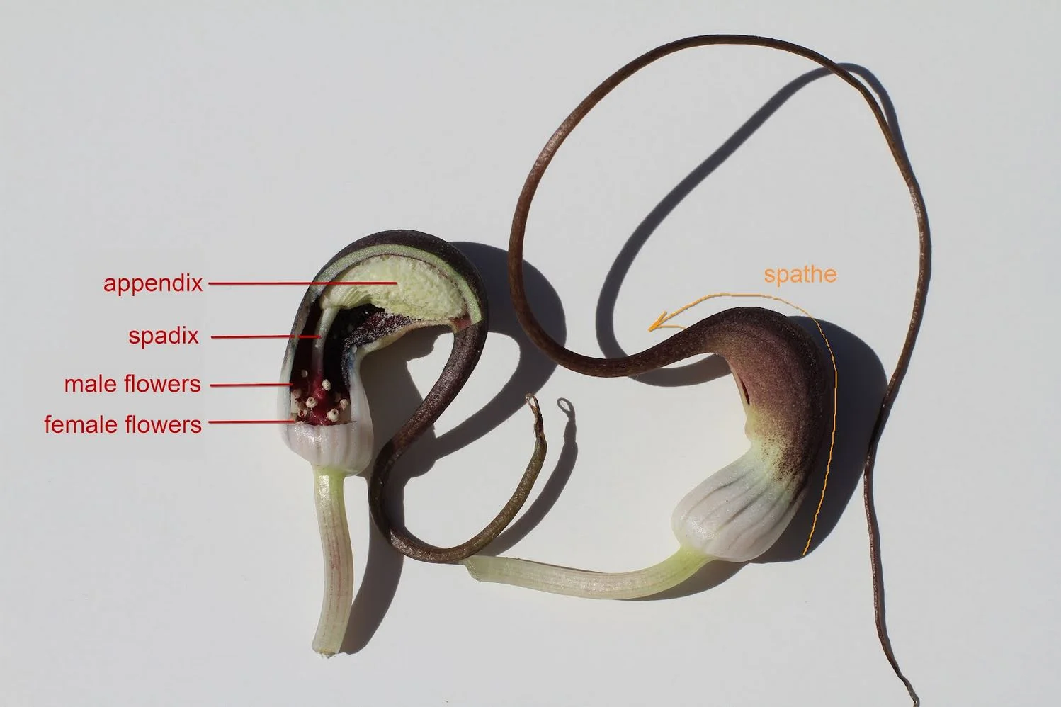 The Fungus-Mimicking Mouse Plant — In Defense of Plants