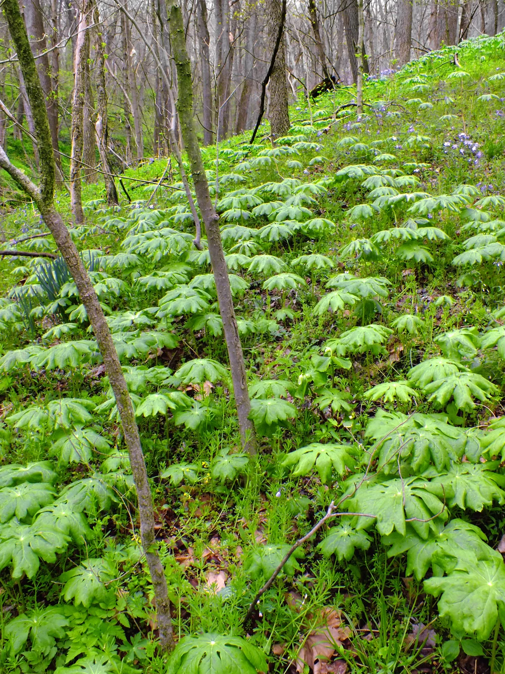 Mayapple — In Defense of Plants