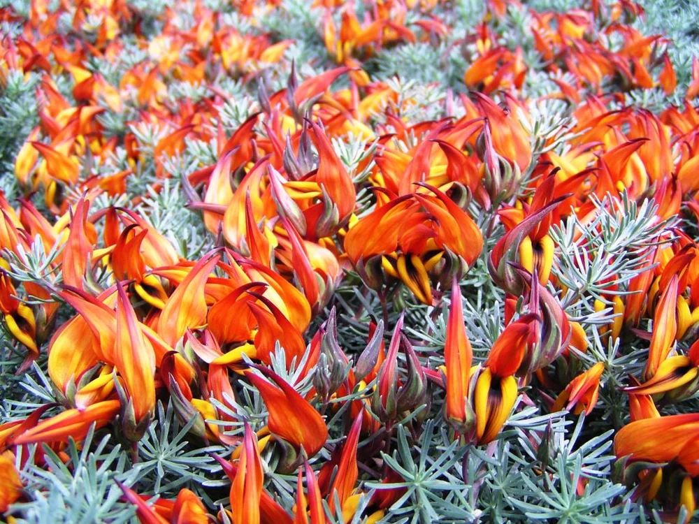 Can Cultivation Save the Canary Island Lotuses? — In Defense of Plants