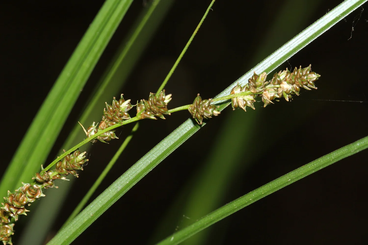 The Cypress-Knee Sedge — In Defense of Plants