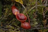 A Poop-Loving Moss Discovered Living on Poop-Eating Pitcher Plants — In ...