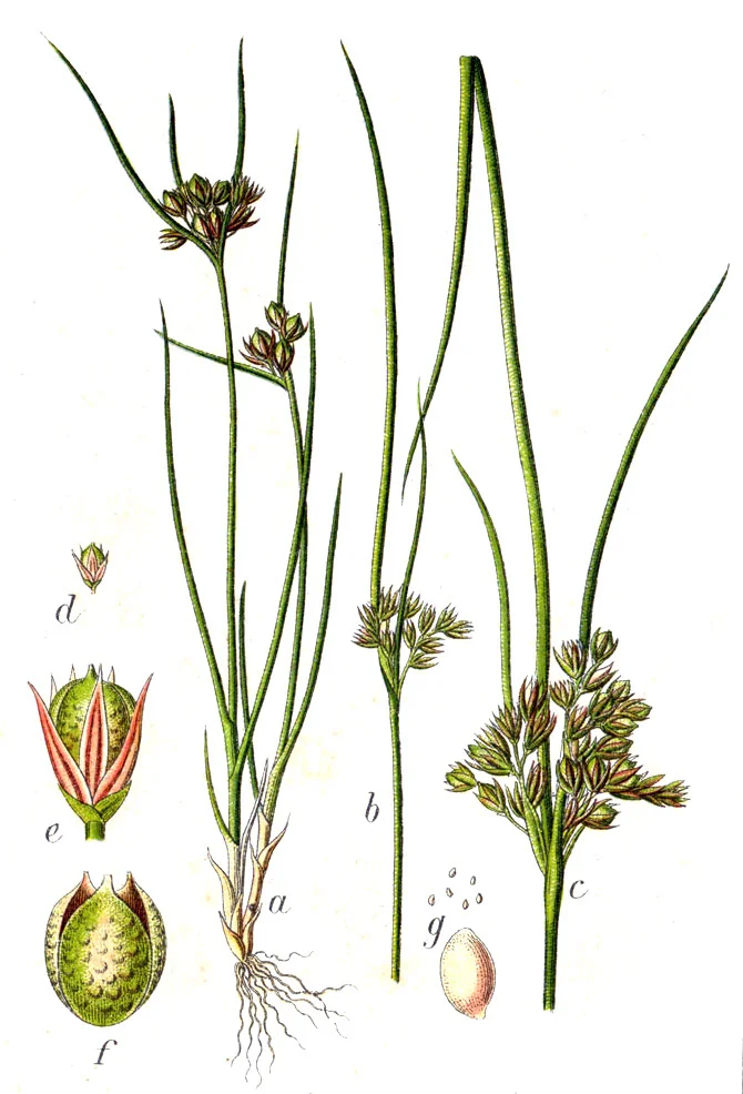 Path Rush — In Defense of Plants