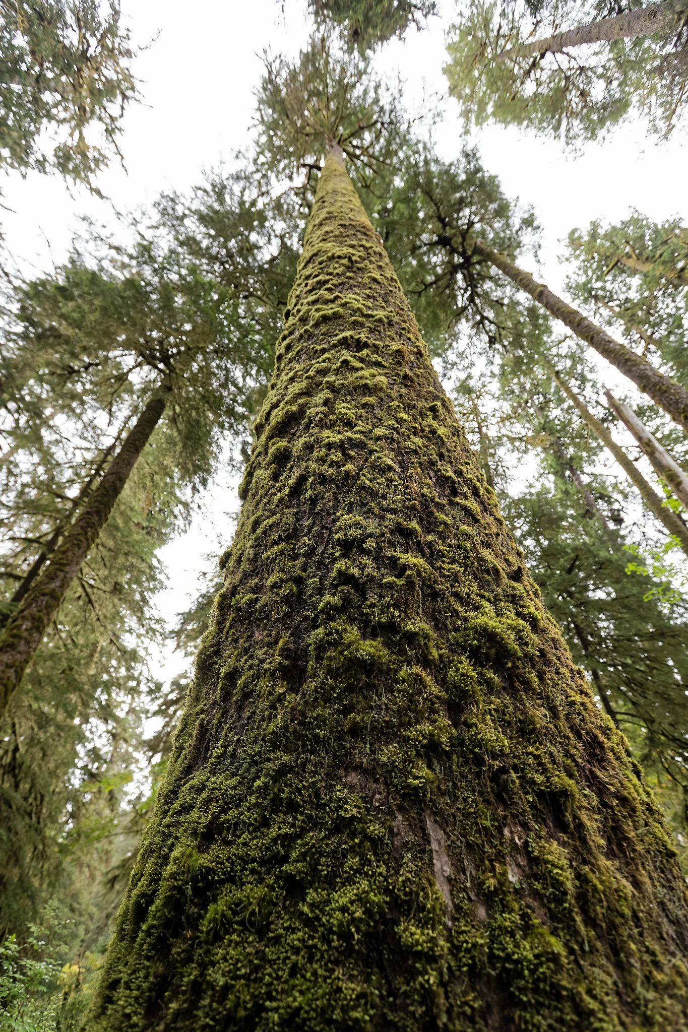 Surprising Genetic Diversity in Old Growth Trees — In Defense of Plants