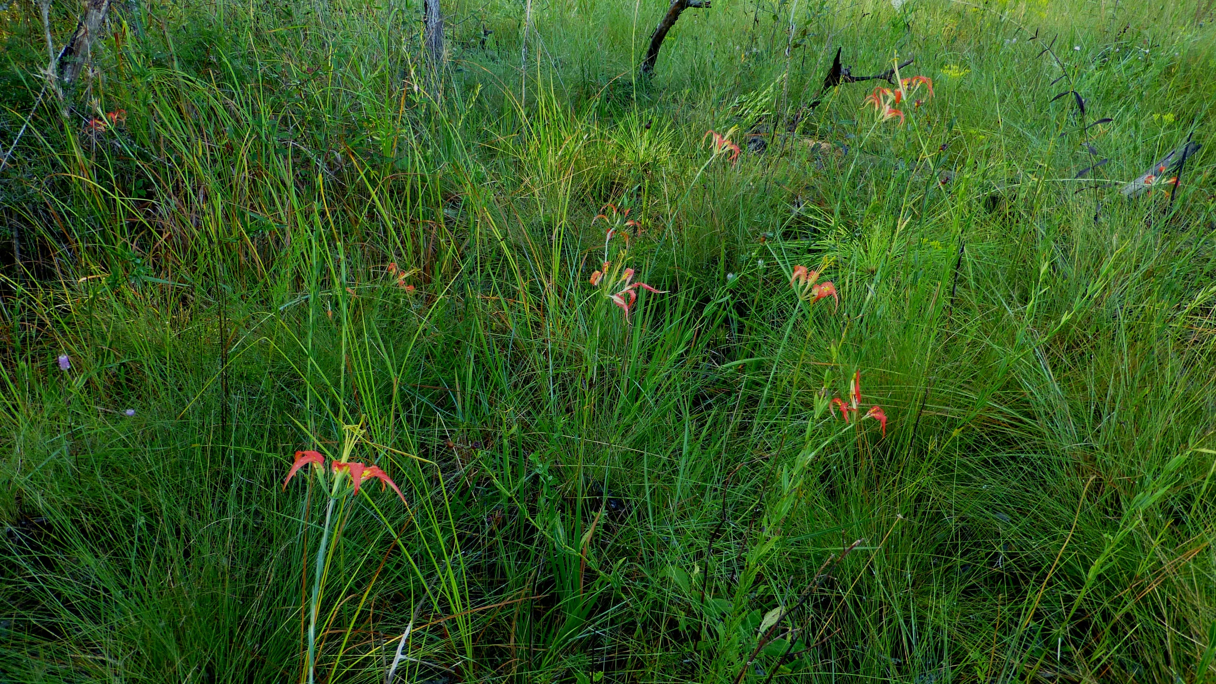 The Pine Lily — In Defense of Plants