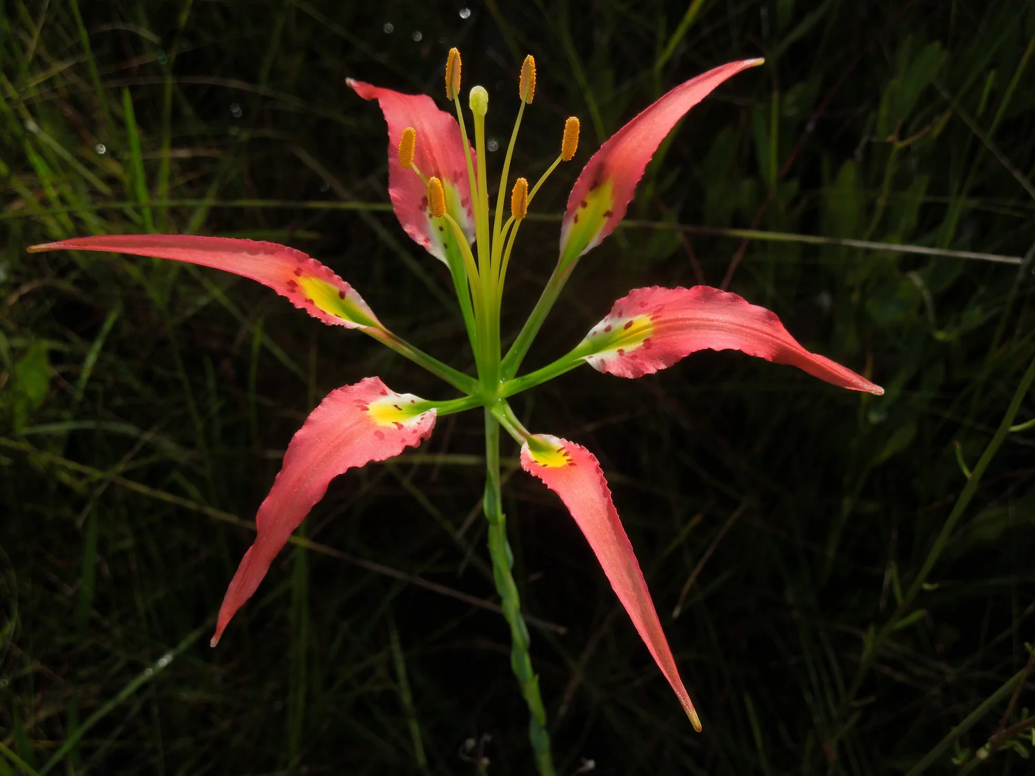 The Pine Lily — In Defense of Plants