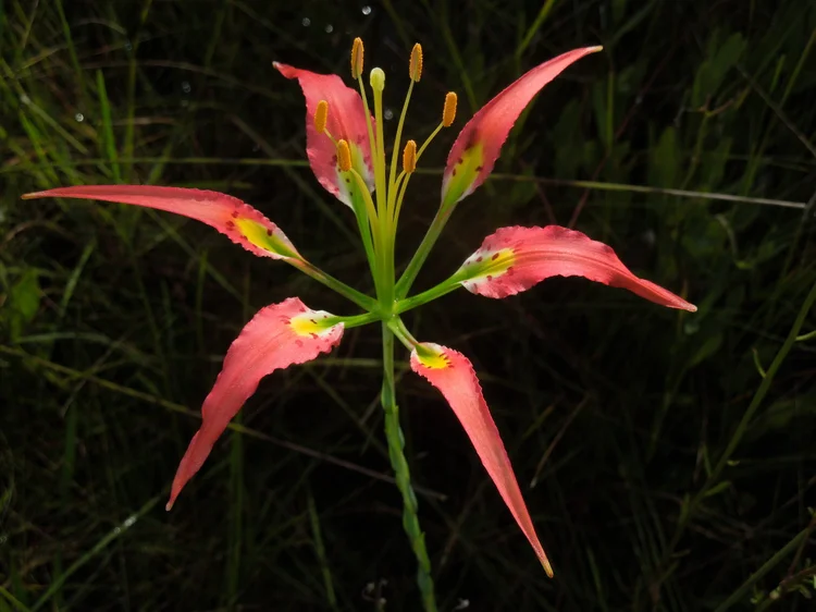 The Pine Lily — In Defense of Plants