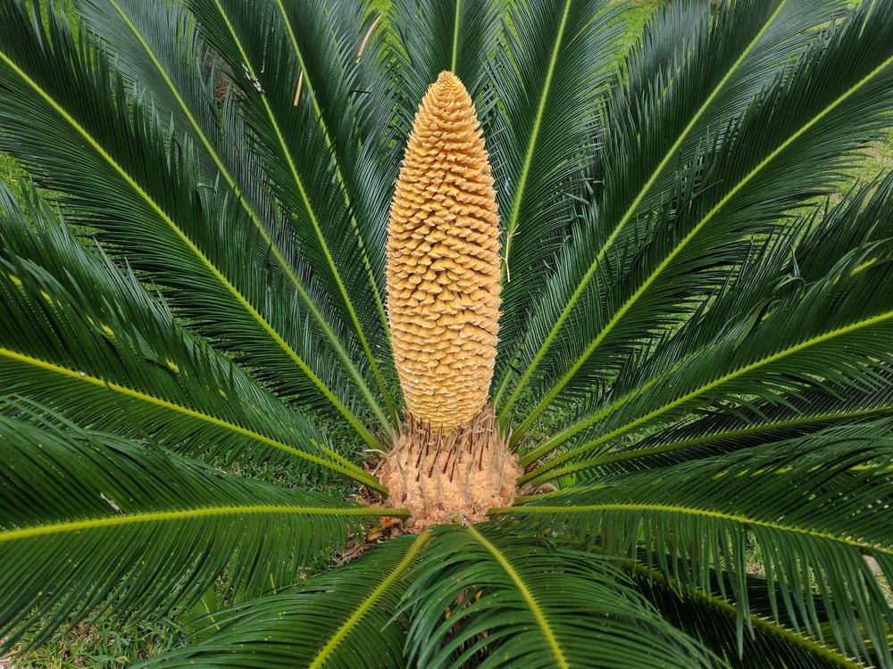 Cycad Life Cycle