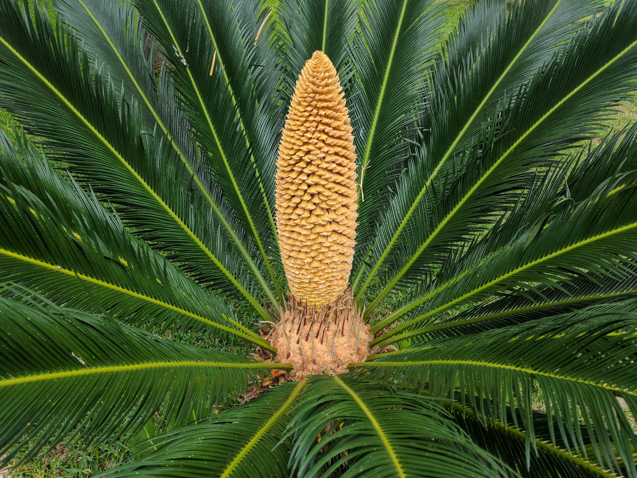 A Pair Of Cycads Aim To Reproduce In The UK For The First Time In 120 A Pair Of Cycads Aim To Reproduce In The UK For The First Time In 120