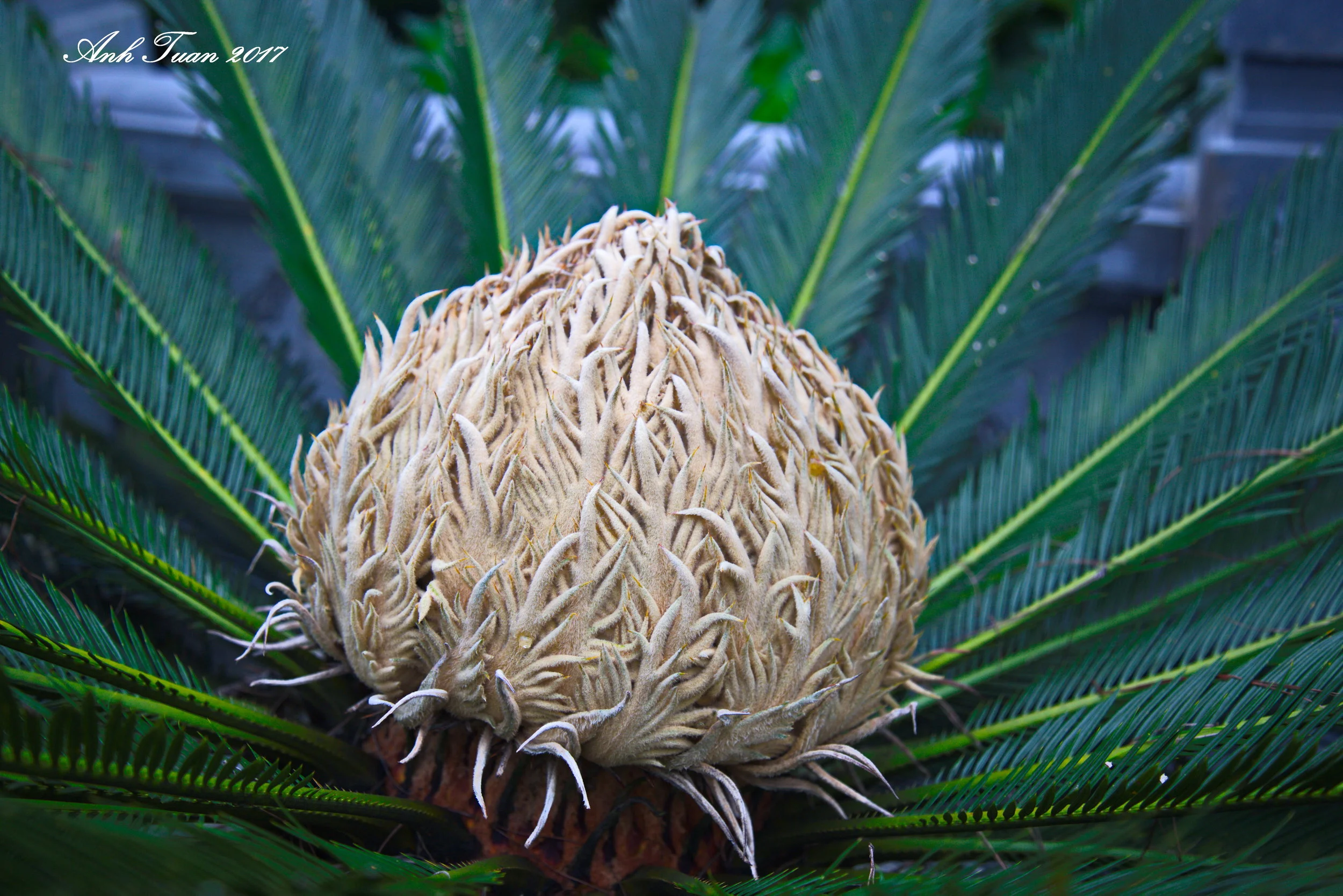 A Pair of Cycads Aim to Reproduce in the UK for the First Time in 120 ...