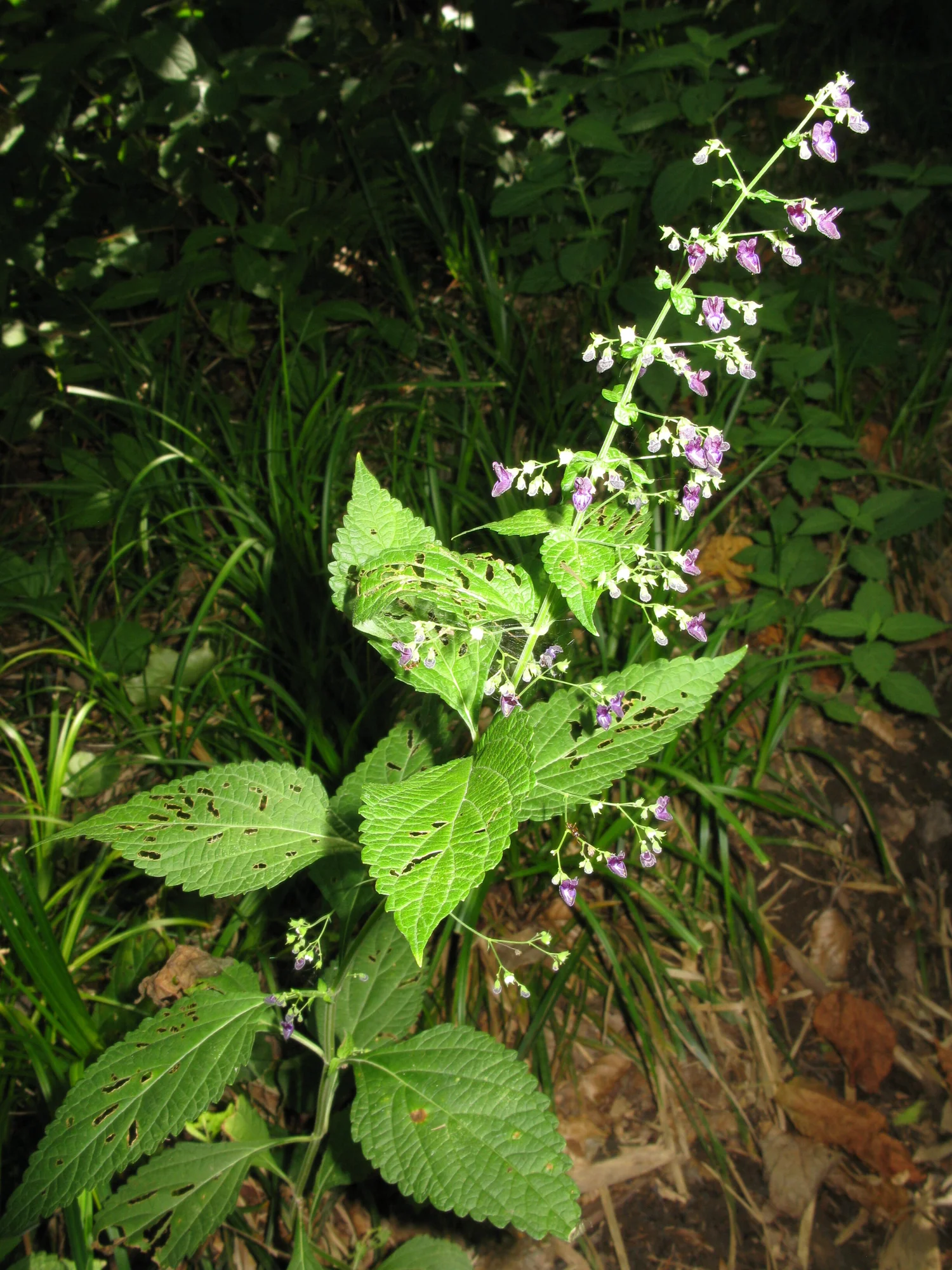 The Role of Leaf Shape on Insect Herbivory — In Defense of Plants