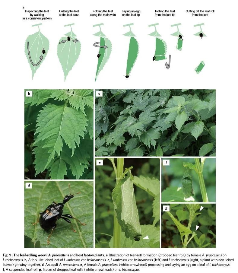The Role of Leaf Shape on Insect Herbivory — In Defense of Plants