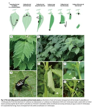 The Role of Leaf Shape on Insect Herbivory — In Defense of Plants