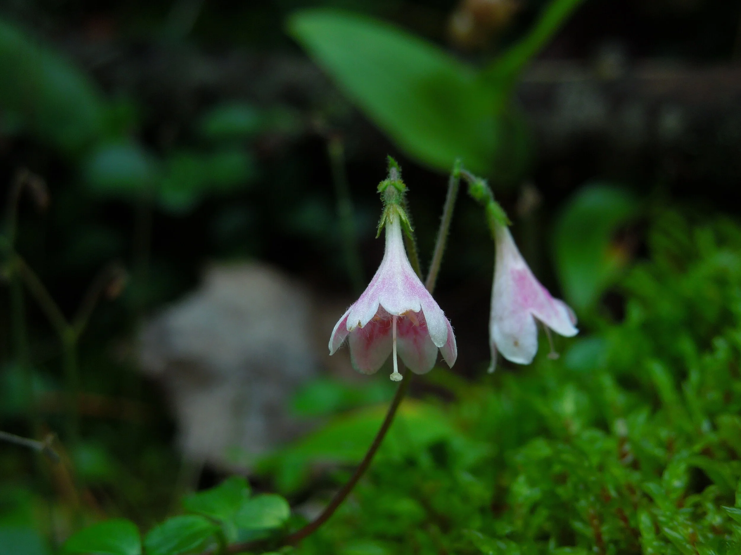 Twinflower — In Defense of Plants