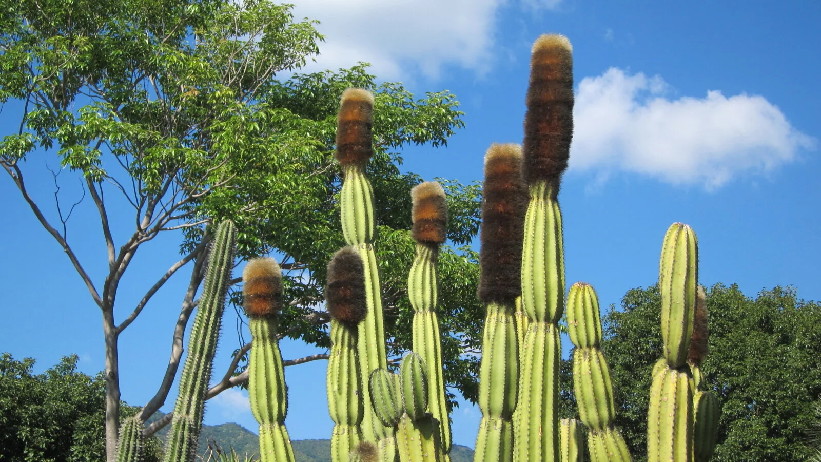 To grow or to flower, that is the cactus conundrum — In Defense of Plants