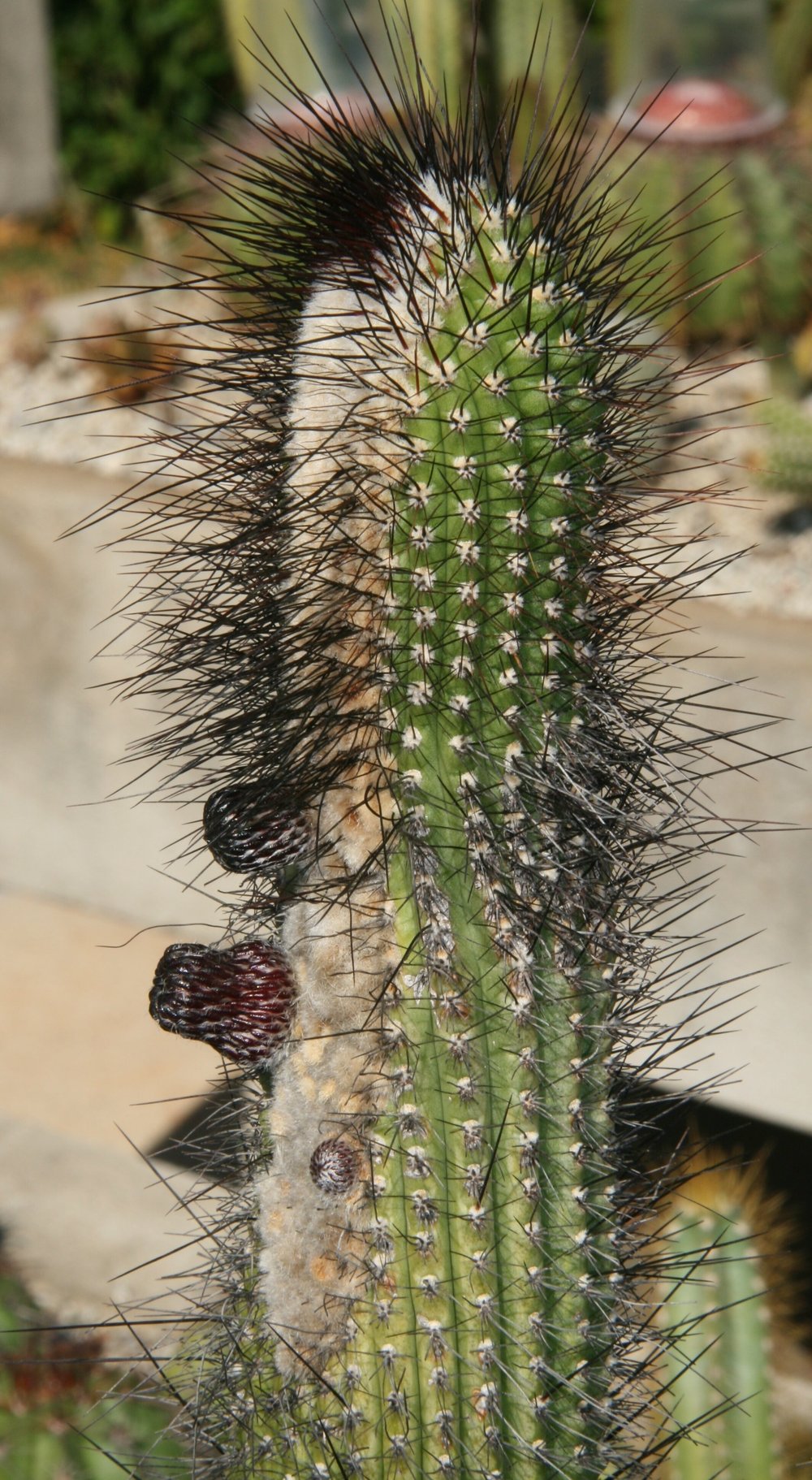 To grow or to flower, that is the cactus conundrum — In Defense of Plants