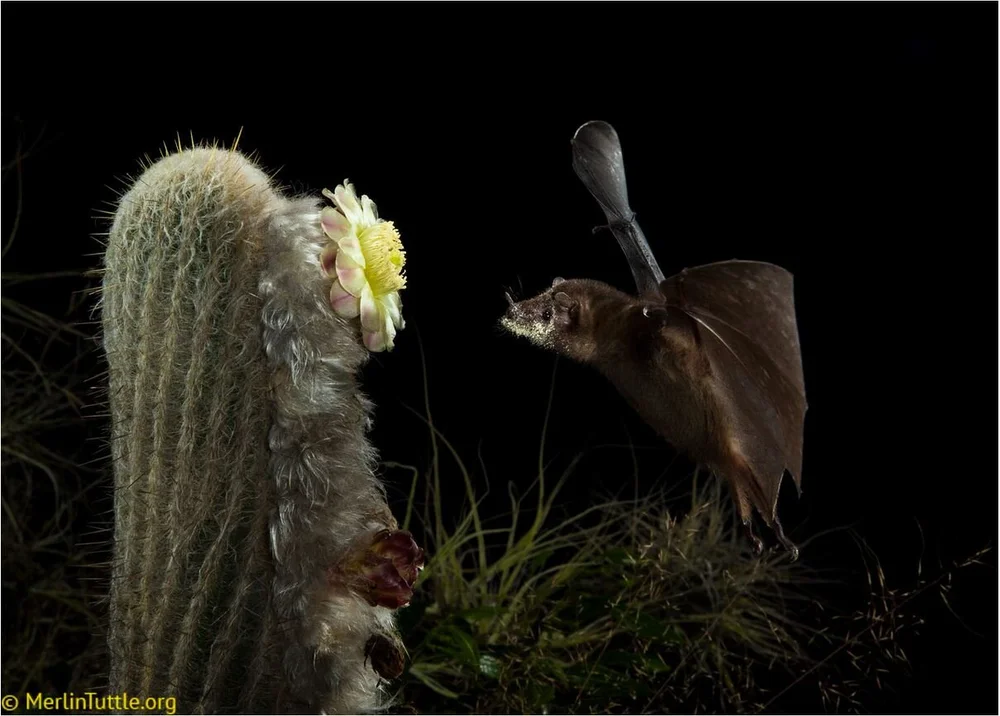How a cactus from the Andes may be using hairs to attract its bat ...
