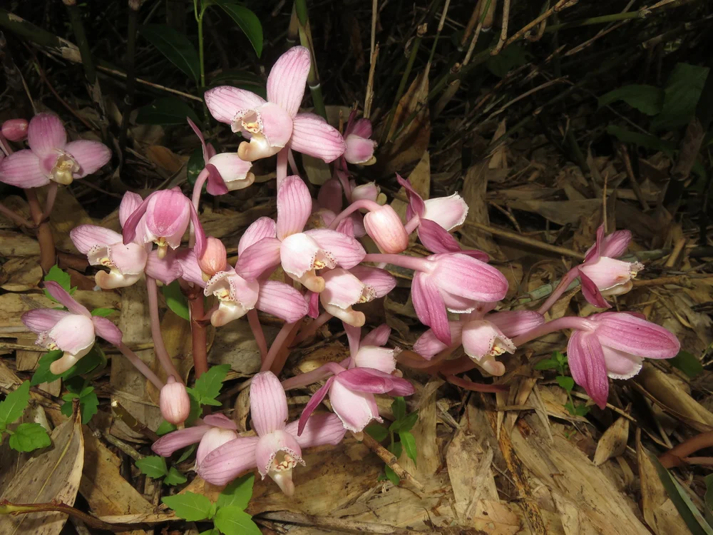 Parasitic Flower