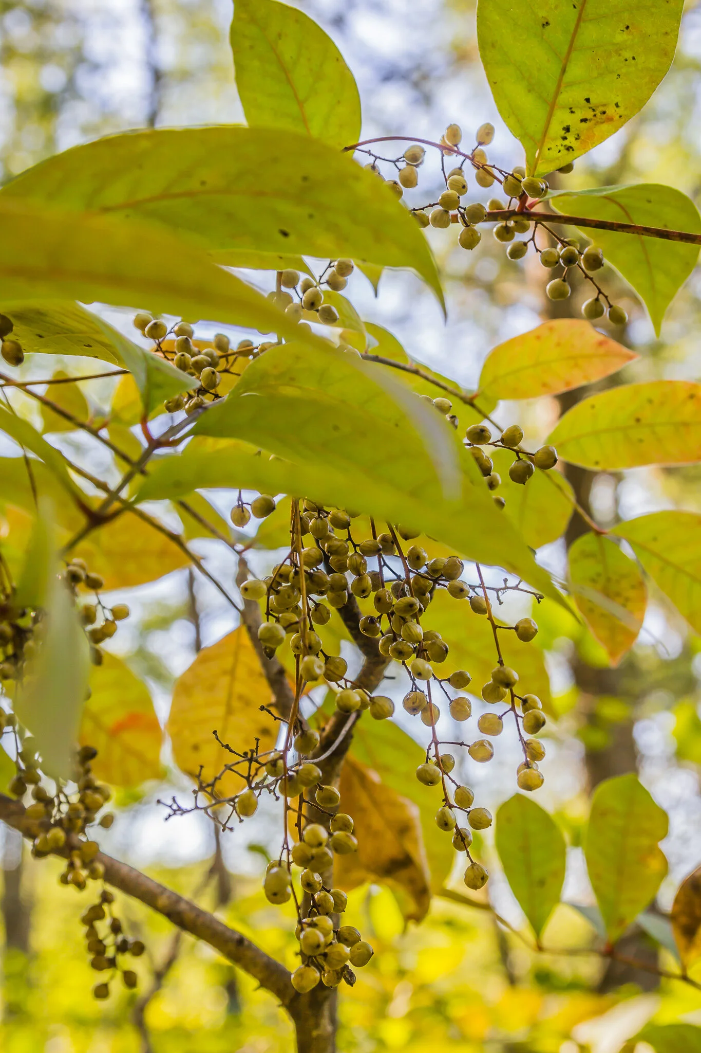 A Closer Look at Poison Sumac — In Defense of Plants