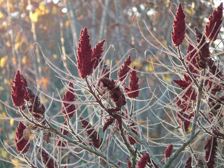 Standing up for staghorn sumac — In Defense of Plants