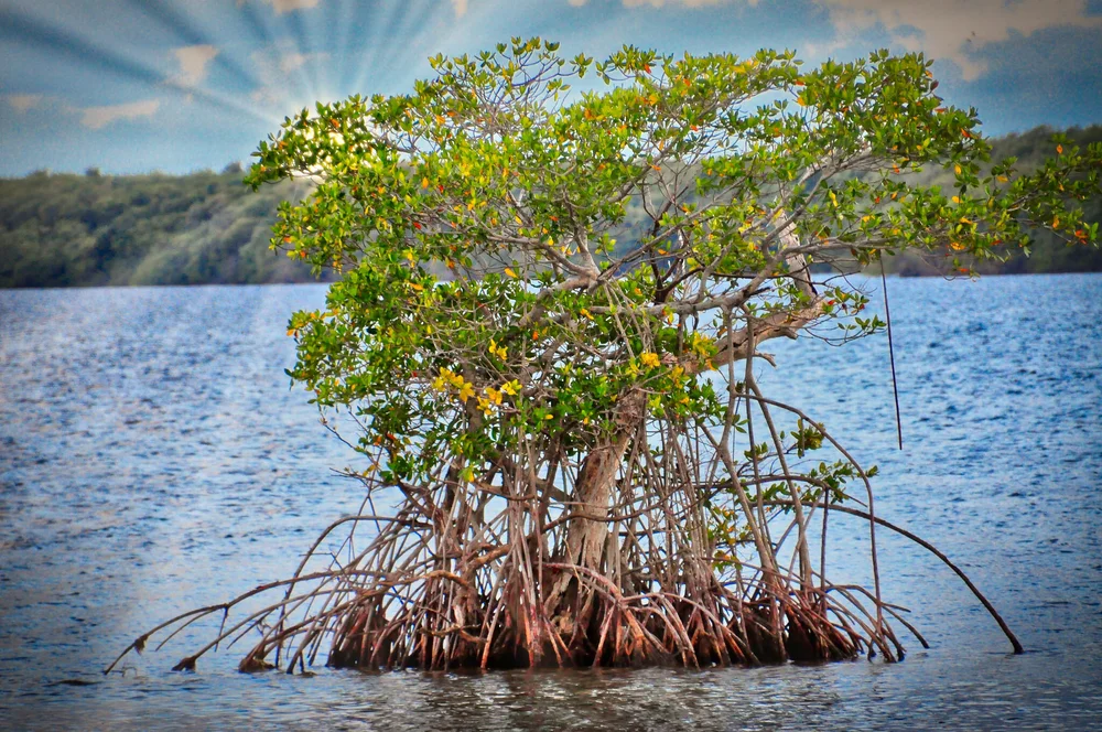 Mangrove Plants