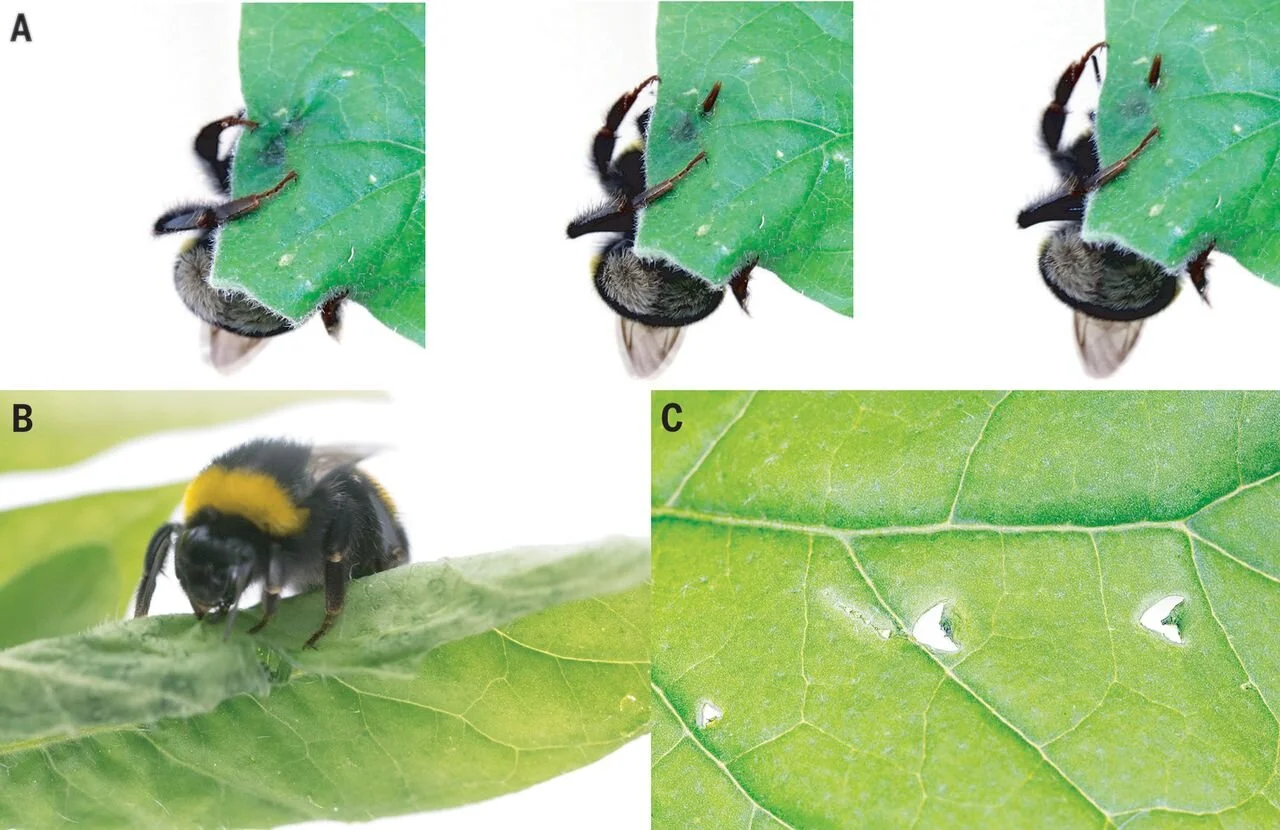 Bees Bite Leaves to Induce Flowering — In Defense of Plants