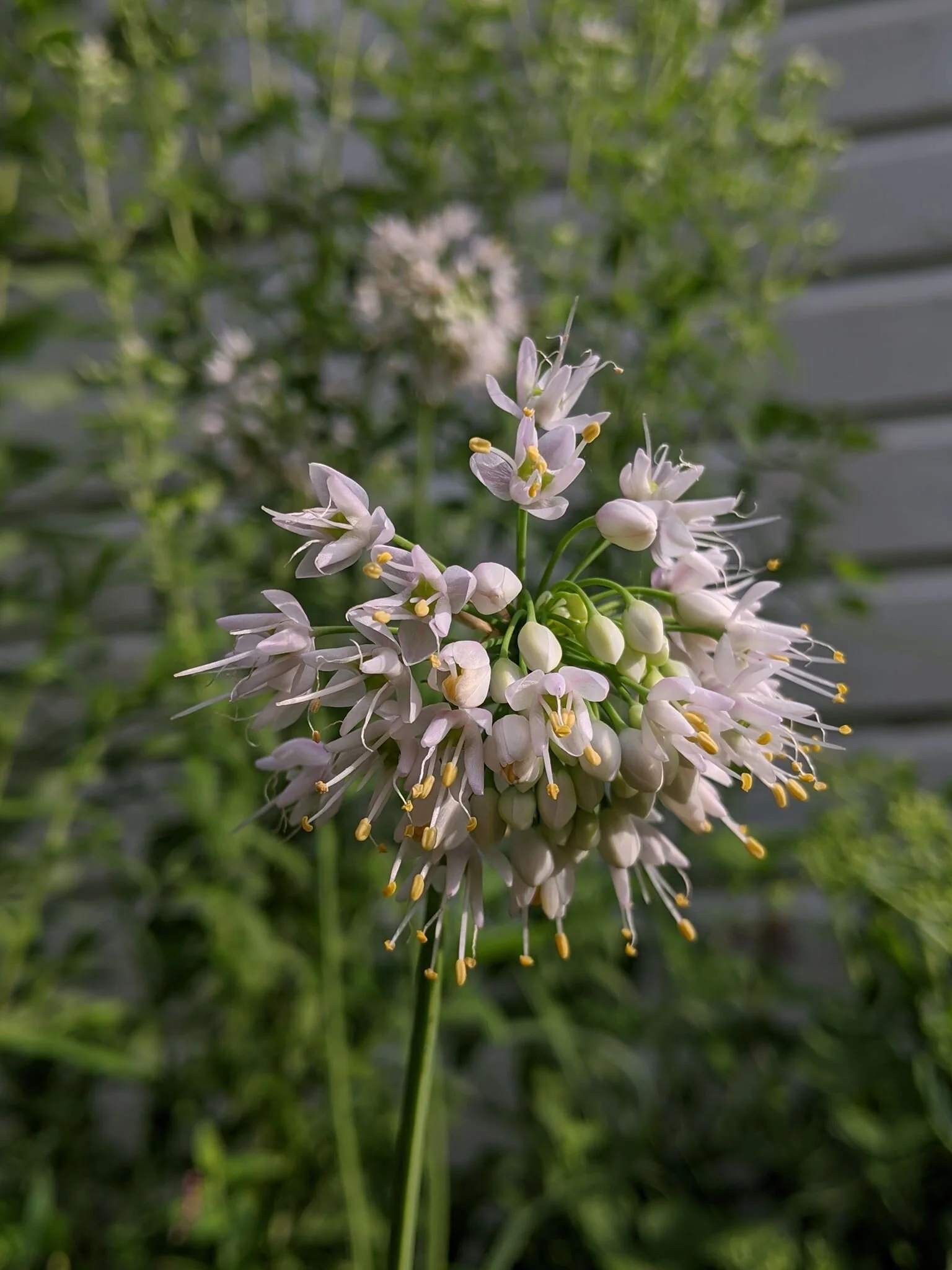 What's the deal with nodding flowers? — In Defense of Plants