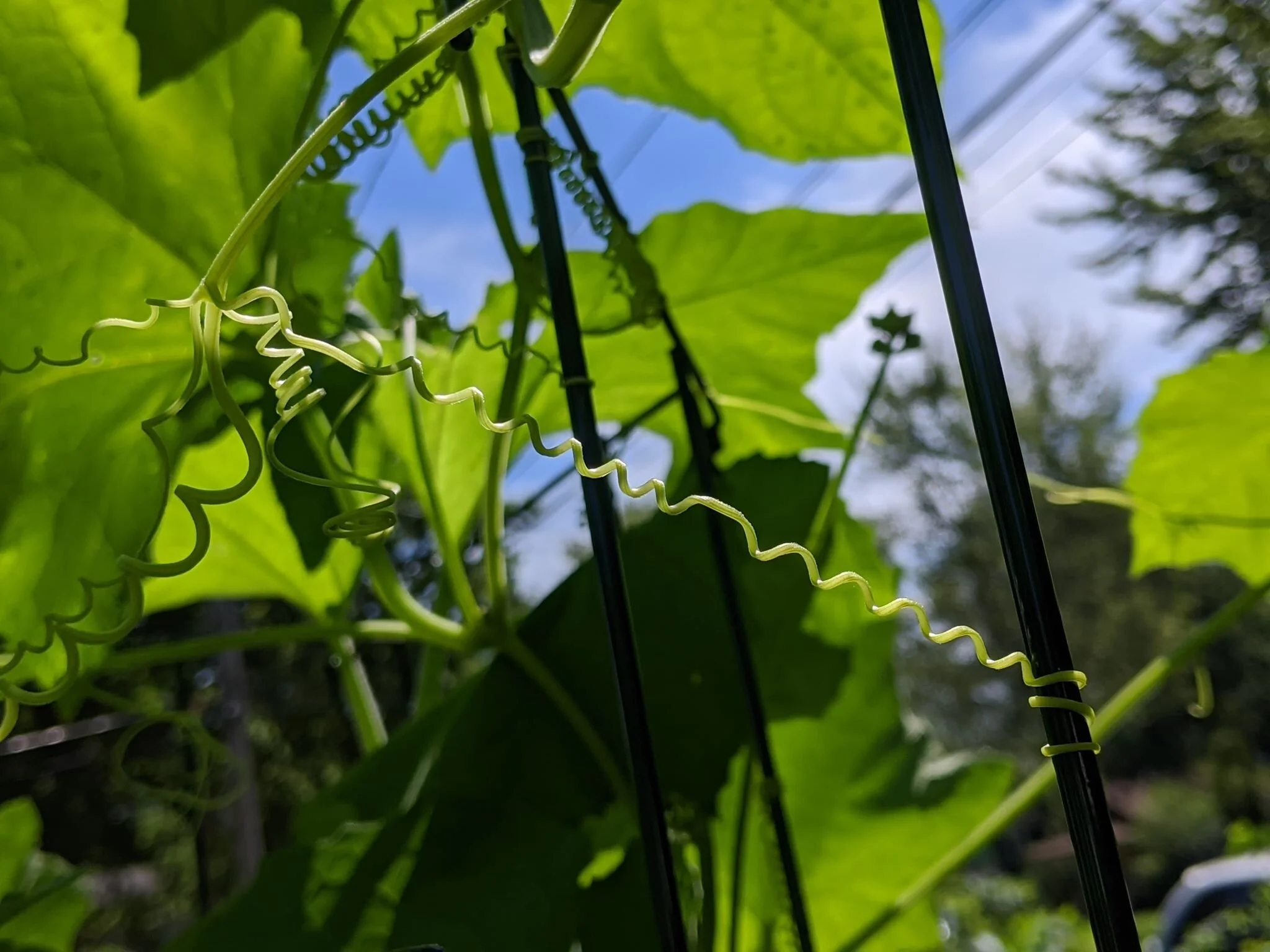 In Defense Of Plants In Defense Of Plants