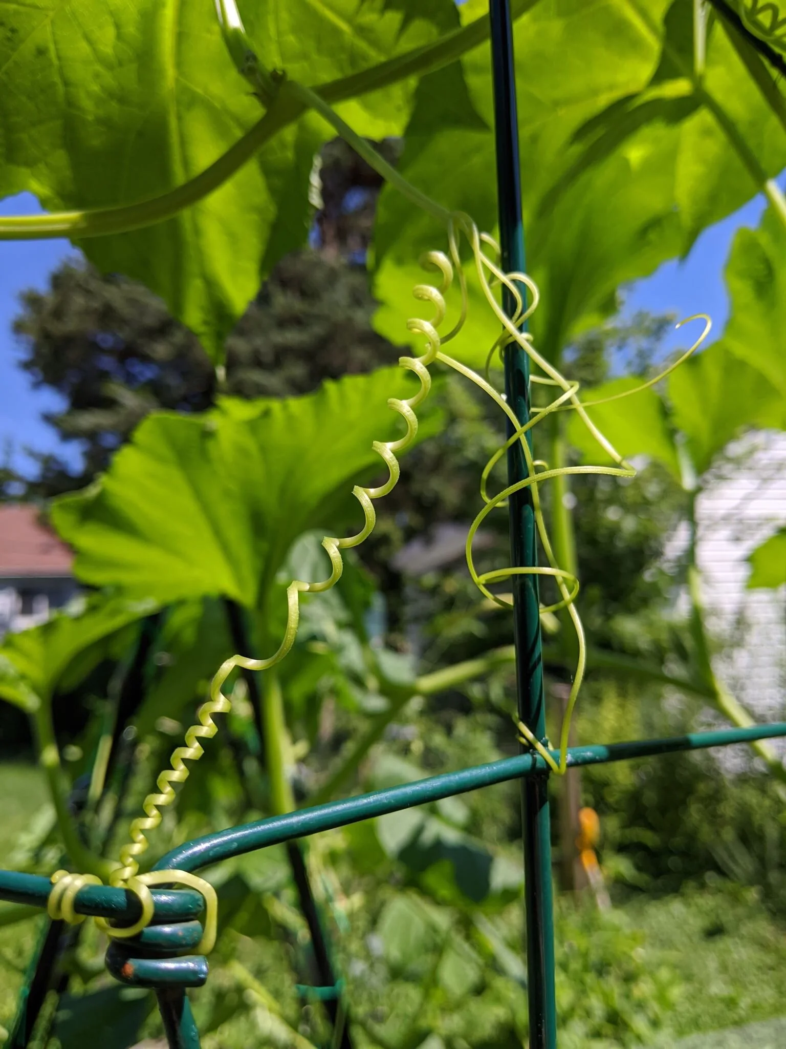 Curly Cucurbits — In Defense of Plants