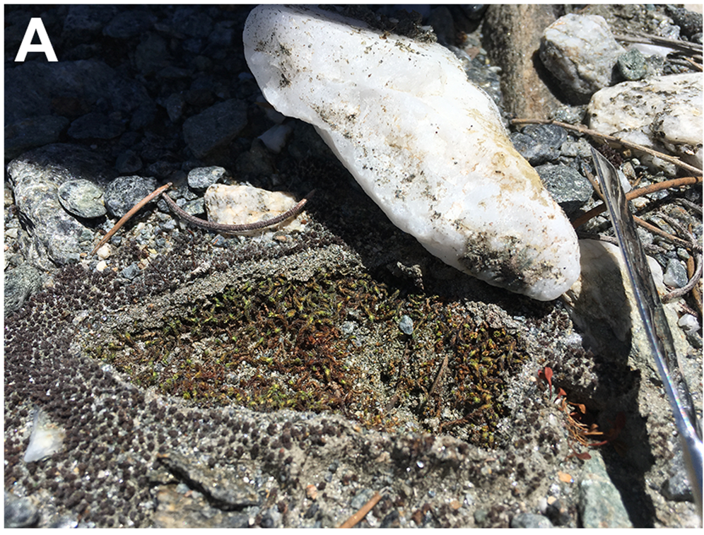 Desert Mosses That Live Under Rocks — In Defense of Plants